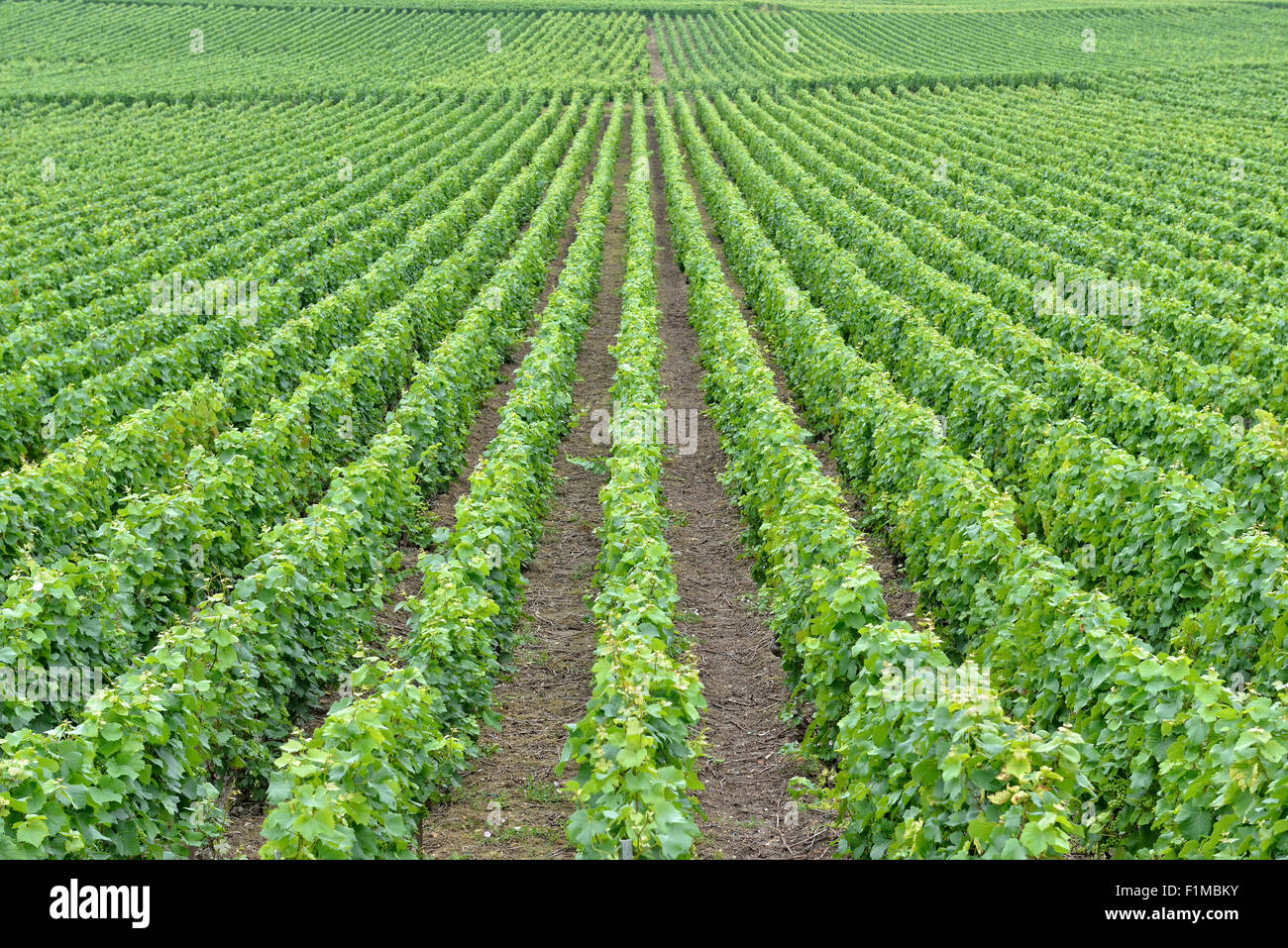 Province of champagne hi-res stock photography and images - Alamy