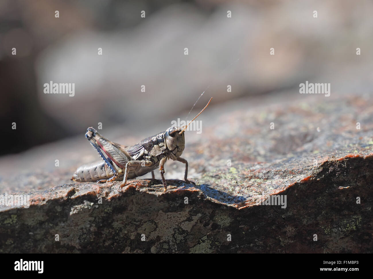 grasshopper in the forest Stock Photo - Alamy
