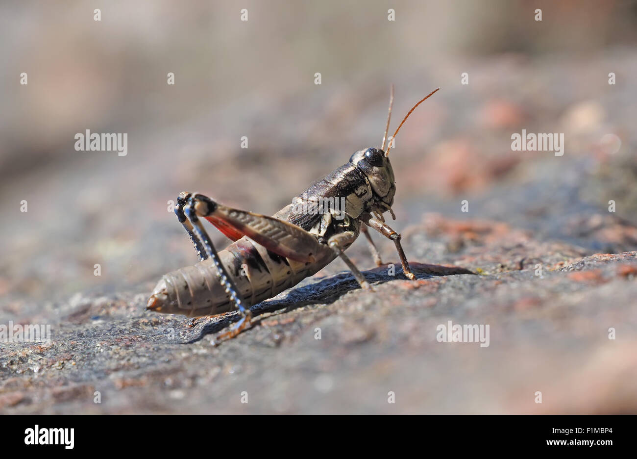 Colorful grasshopper in rain hi-res stock photography and images - Alamy
