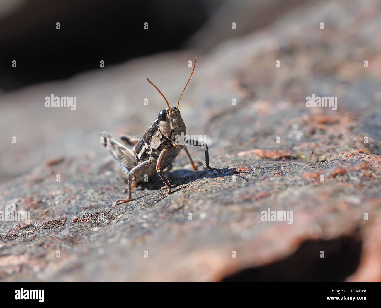 grasshopper in the forest Stock Photo - Alamy
