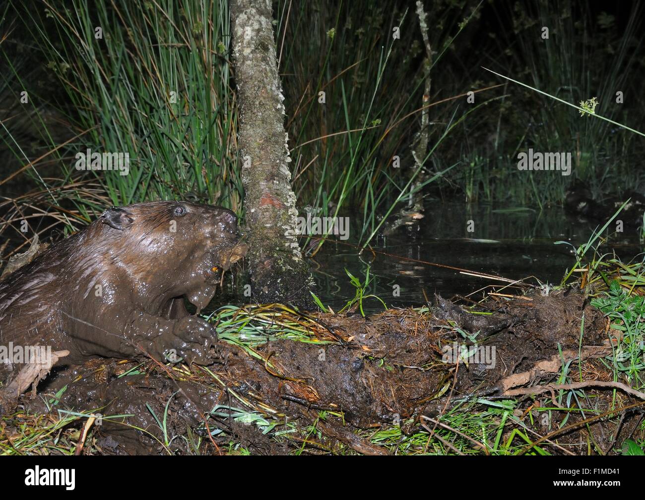 Building a large wildlife pond hi-res stock photography and images - Alamy