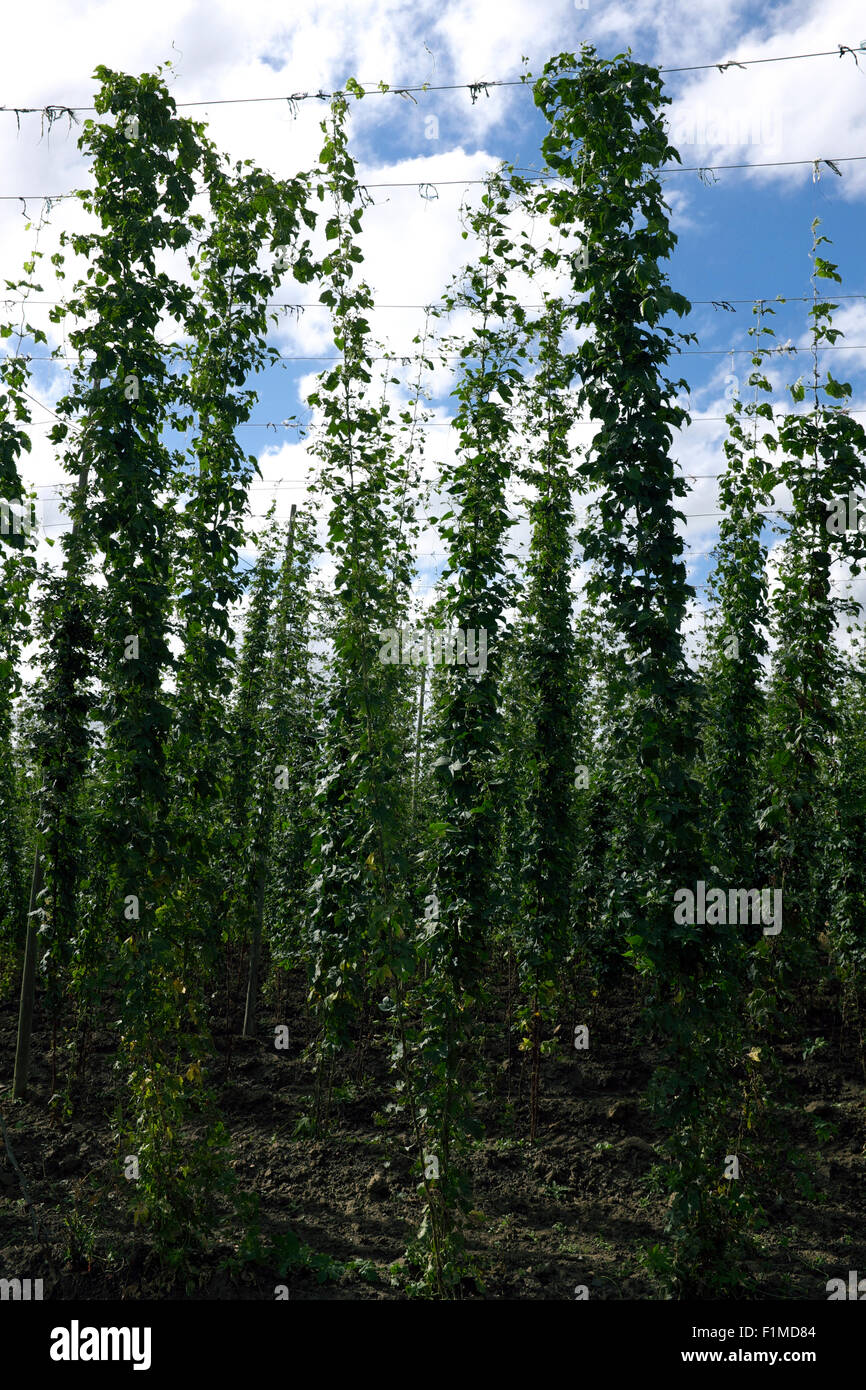Hop trellises hi-res stock photography and images - Alamy