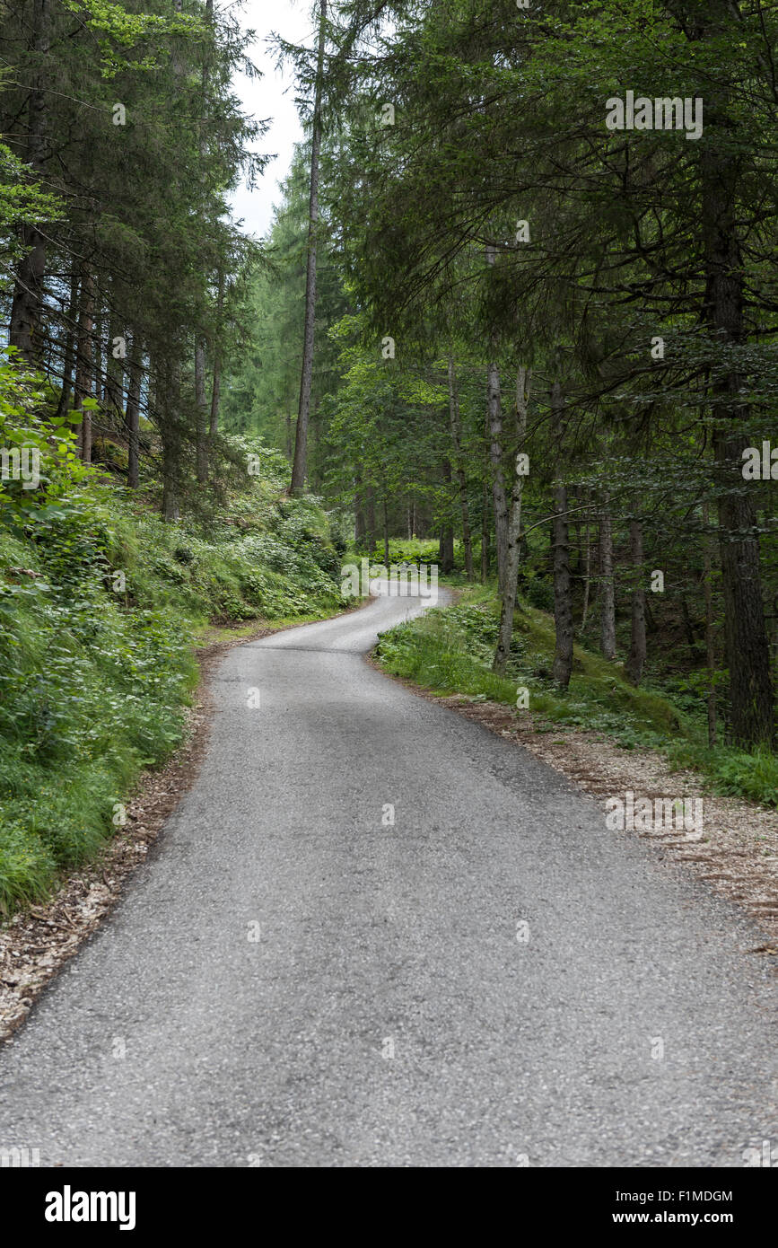 Hiking inside forest hi-res stock photography and images - Alamy