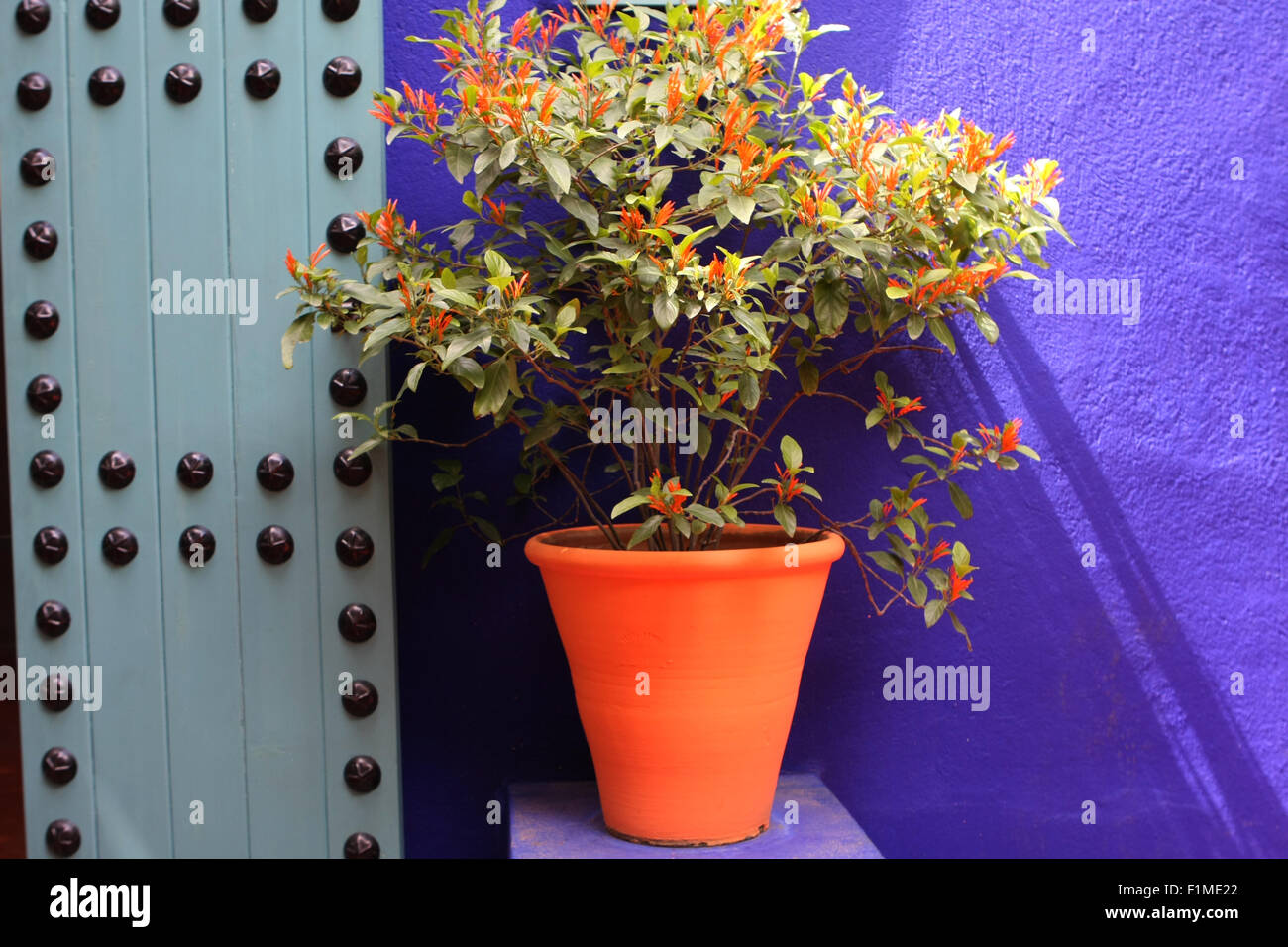 The blue house in the 'Jardin Majorelle'.Marrakesh,Morocco,Africa It ...