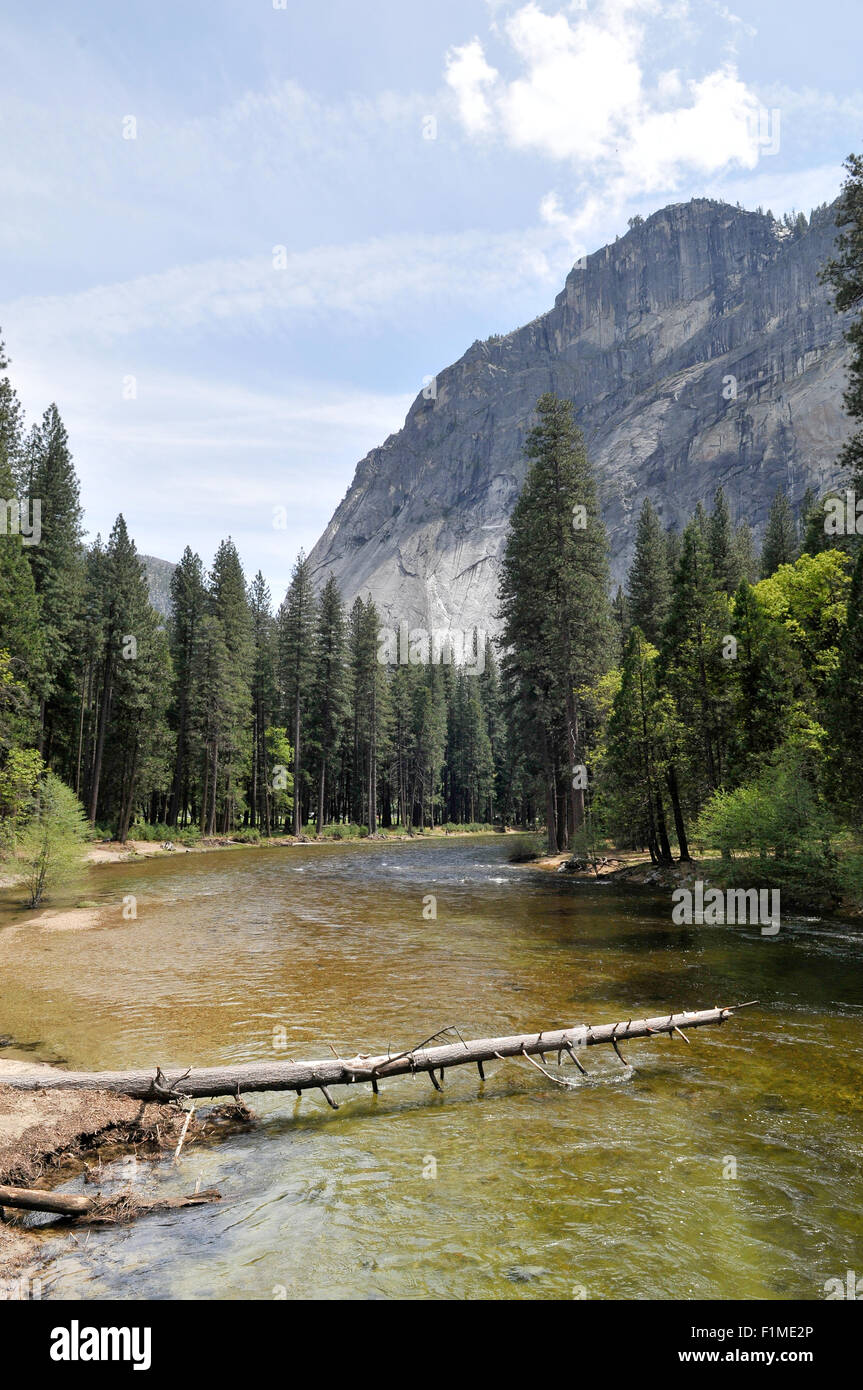 Fallen tree across a river in Yosemite National Park Stock Photo - Alamy