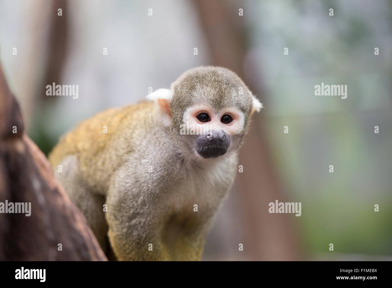 Portrait of a cute squirrel monkey Stock Photo - Alamy