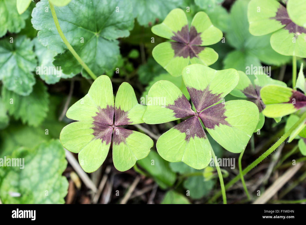 four-bladed leaf clover in the bed Stock Photo - Alamy