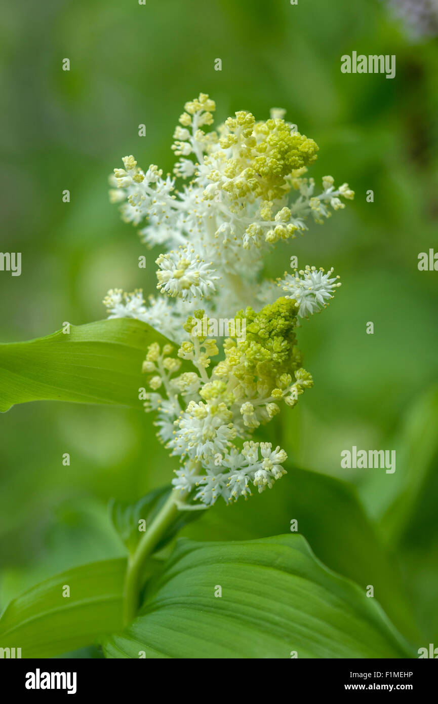 Smilacina racemosa hi-res stock photography and images - Alamy