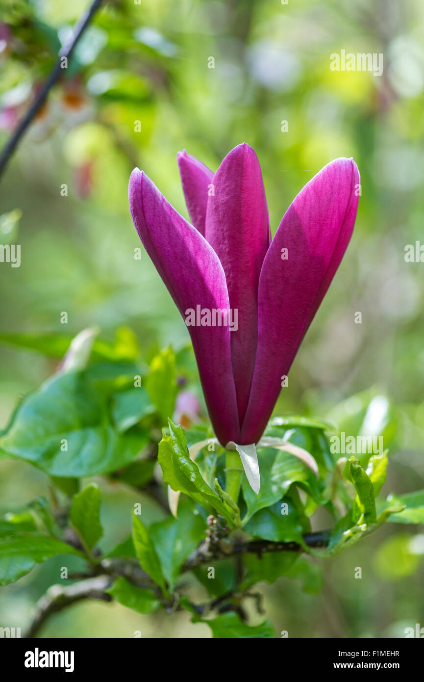 Magnolia susan hi-res stock photography and images - Alamy