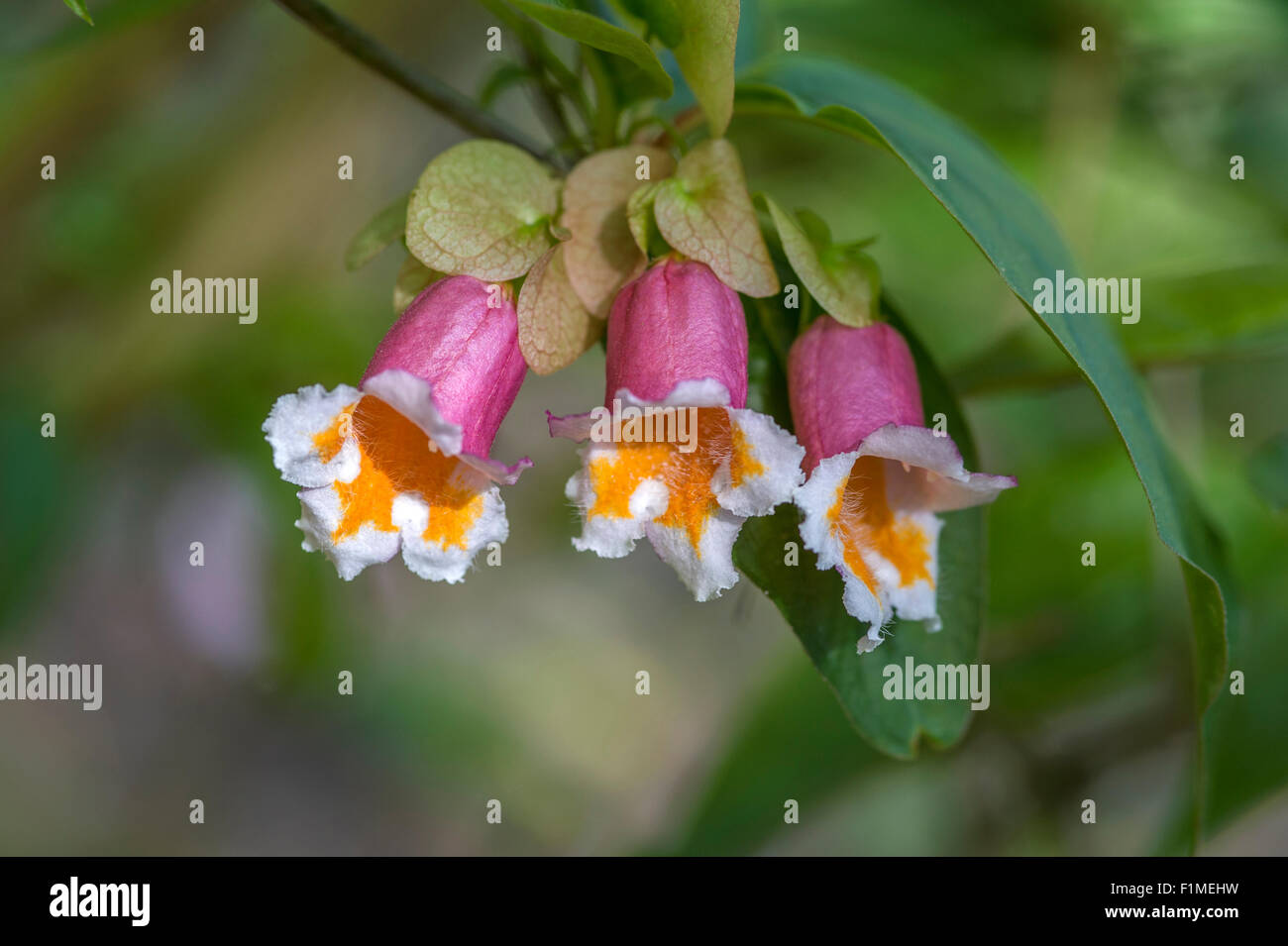 Floribunda hi-res stock photography and images - Alamy