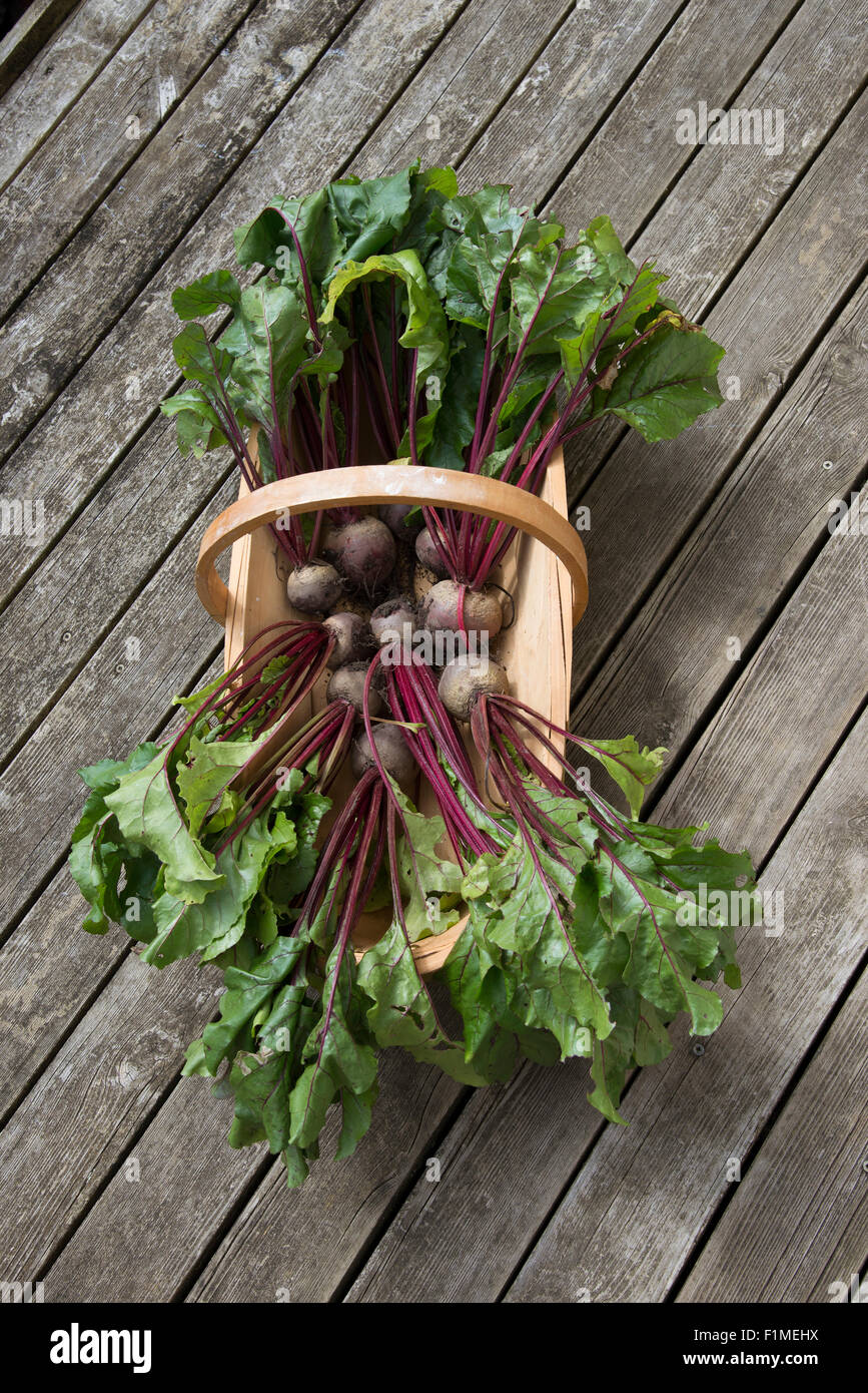 Freshly picked beetroot in a wooden garden trug on wood decking in an ...