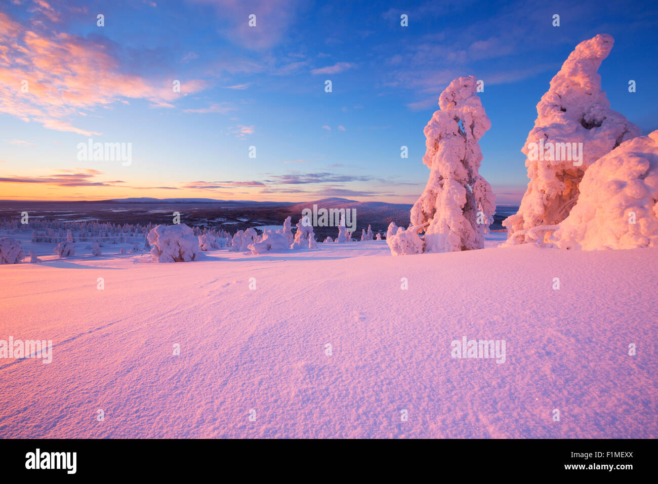 Frozen trees on top of the Levi Fell in Finnish Lapland. Photographed ...