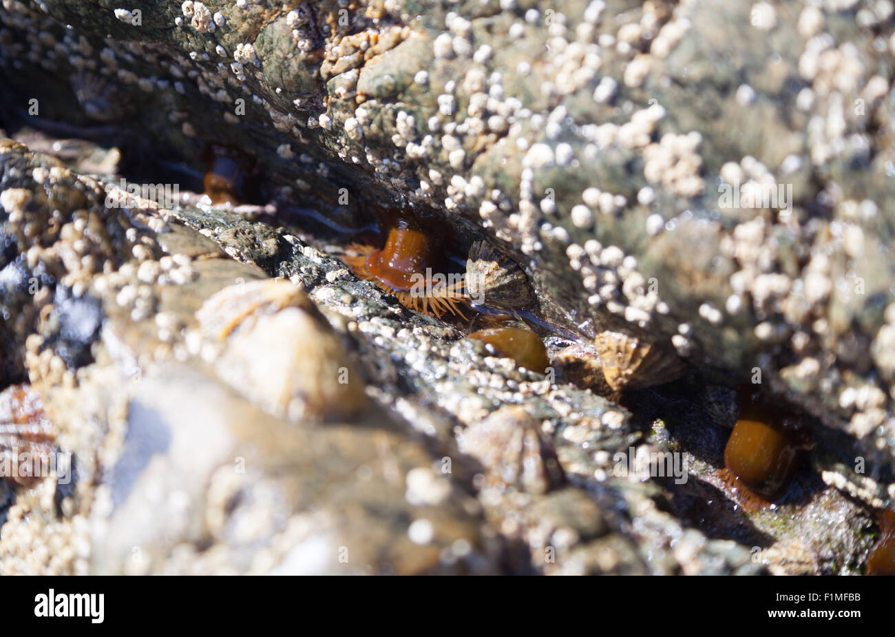 A rock fissure / crack with brown anemones, limpets and barnacles at ...