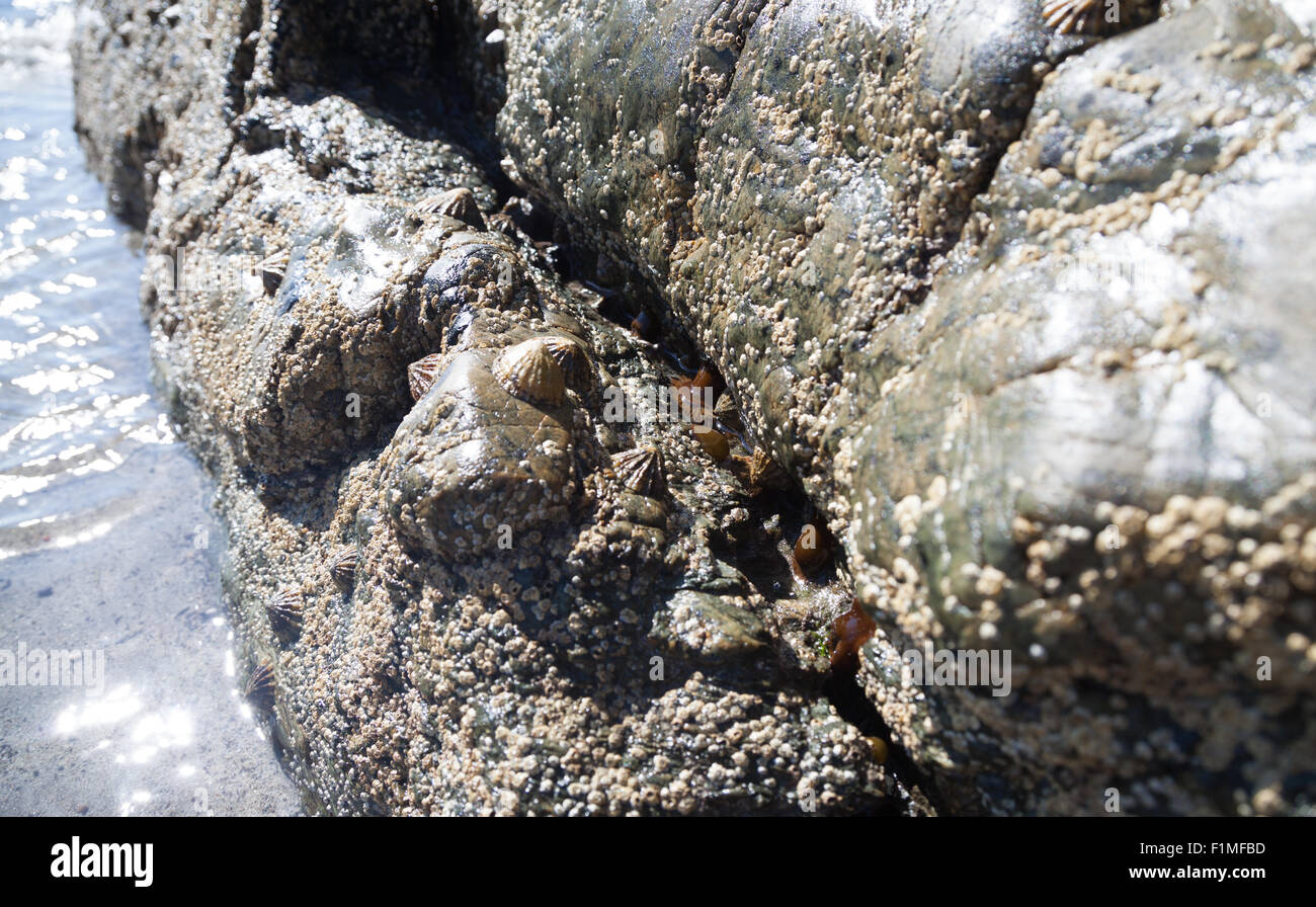 A rock fissure / crack with brown anemones, limpets and barnacles at ...