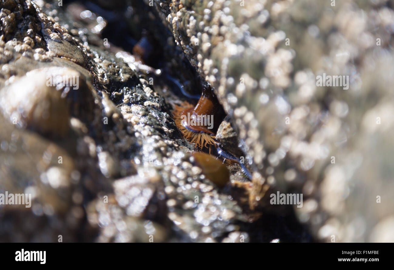 A rock fissure / crack with brown anemones, limpets and barnacles at ...