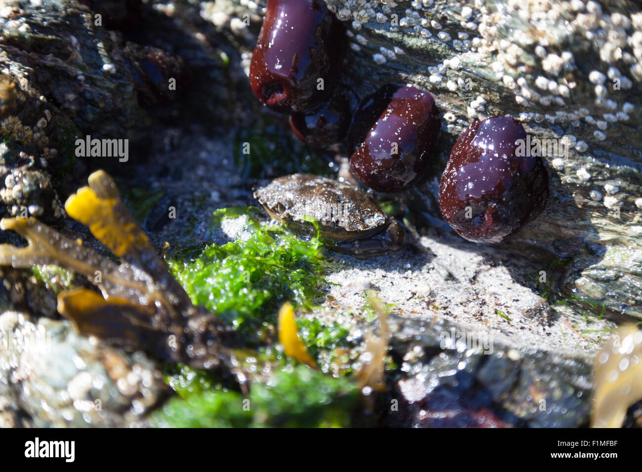 Crab in rockpool hi-res stock photography and images - Alamy
