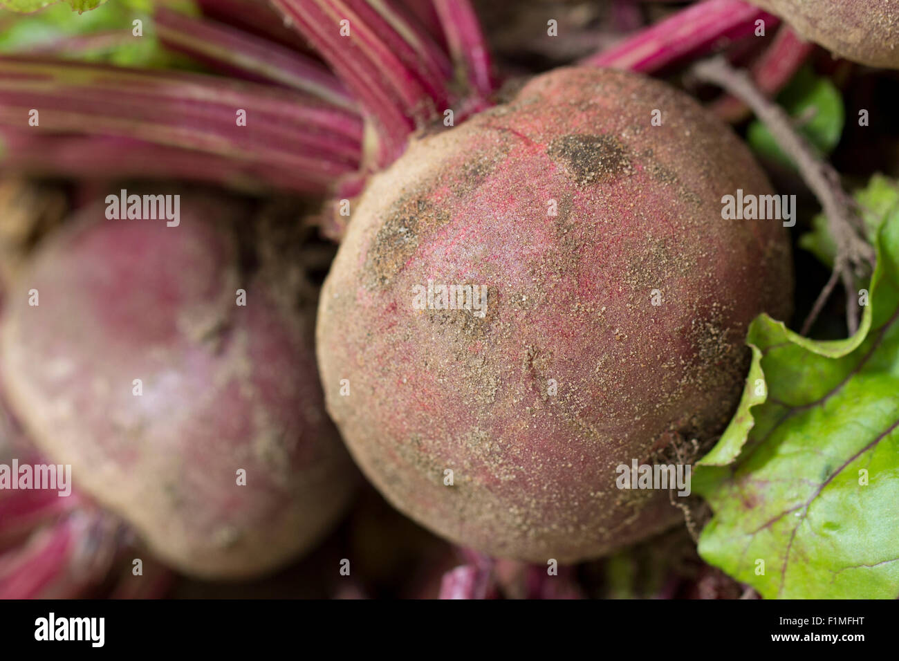 Beetroot, Close Up Stock Photo - Alamy