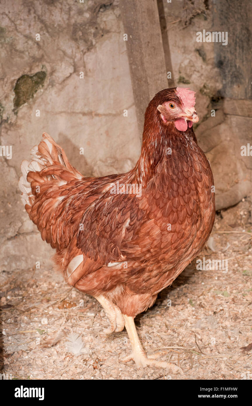Free range chicken hi-res stock photography and images - Alamy