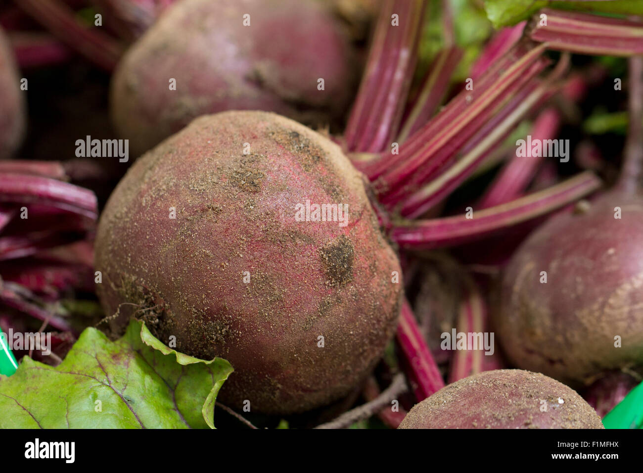 A close up image of freshly harvested, unwashed beetroot Stock Photo ...
