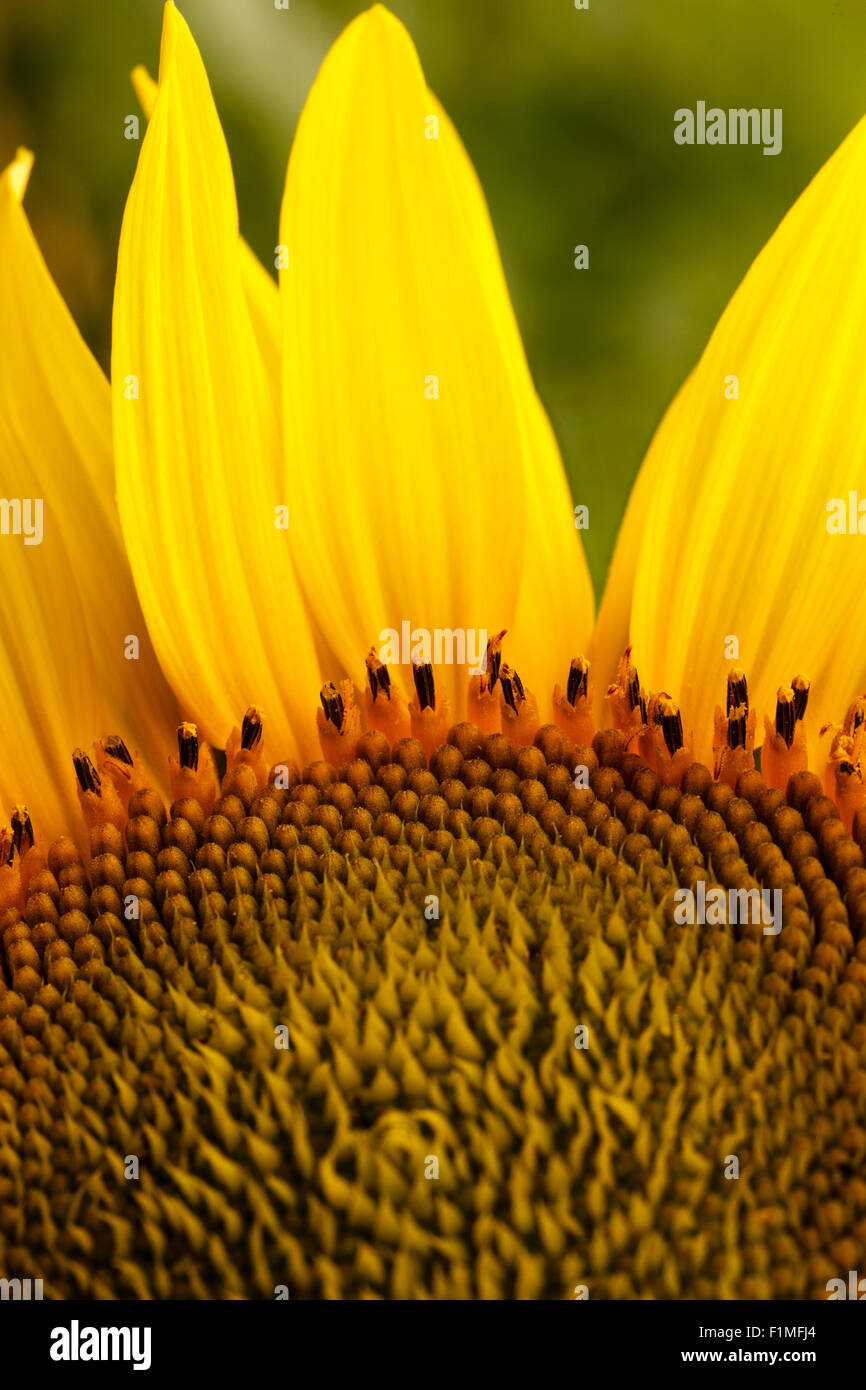 Partial sunflower closeup, vertical with scope for text Stock Photo - Alamy