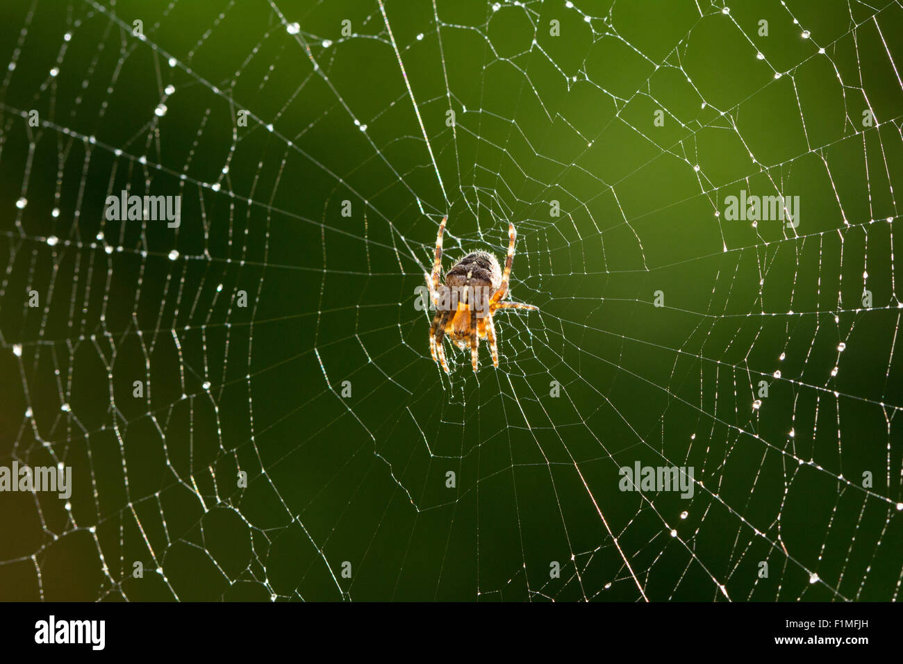 Close up image of common garden spider (Araneus diadematus) on it's web ...