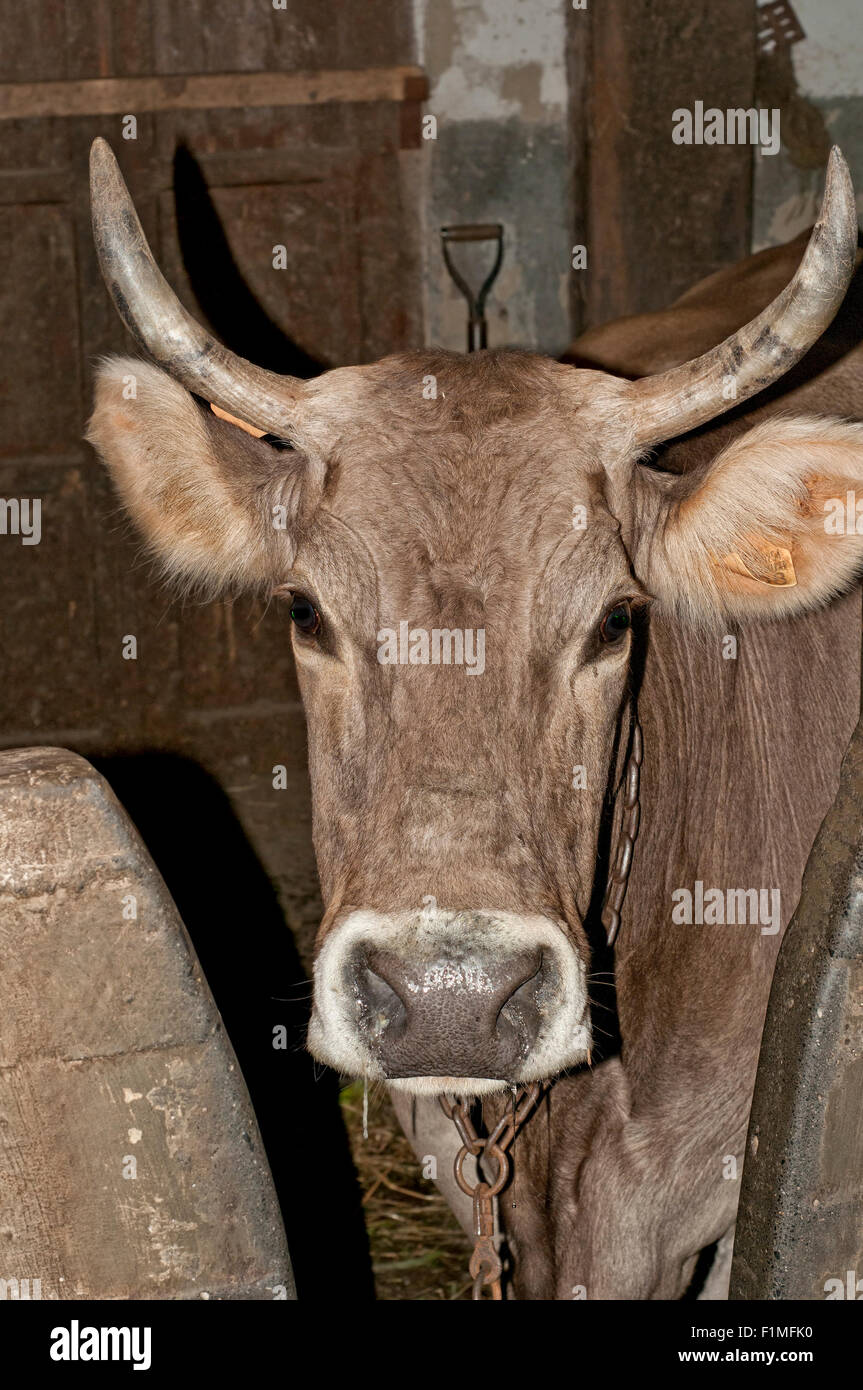 Cattle in the stables hi-res stock photography and images - Alamy