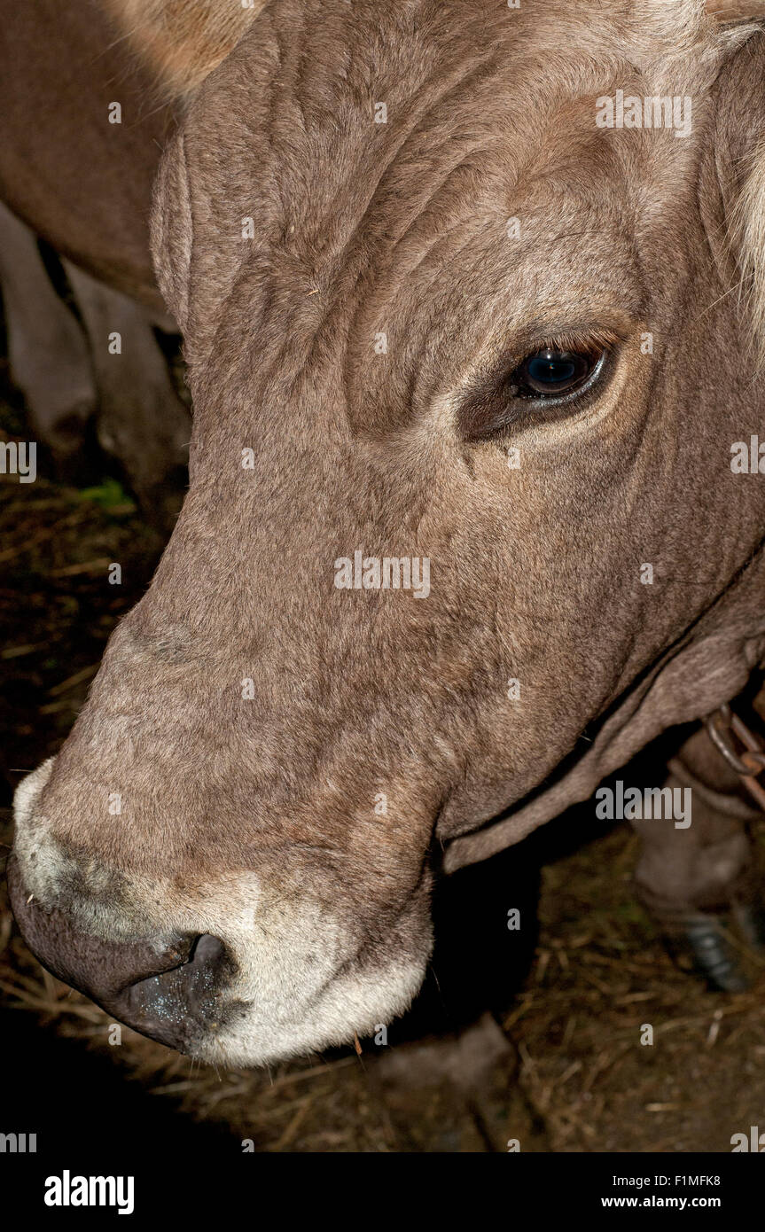 Cattle in the stables hi-res stock photography and images - Alamy