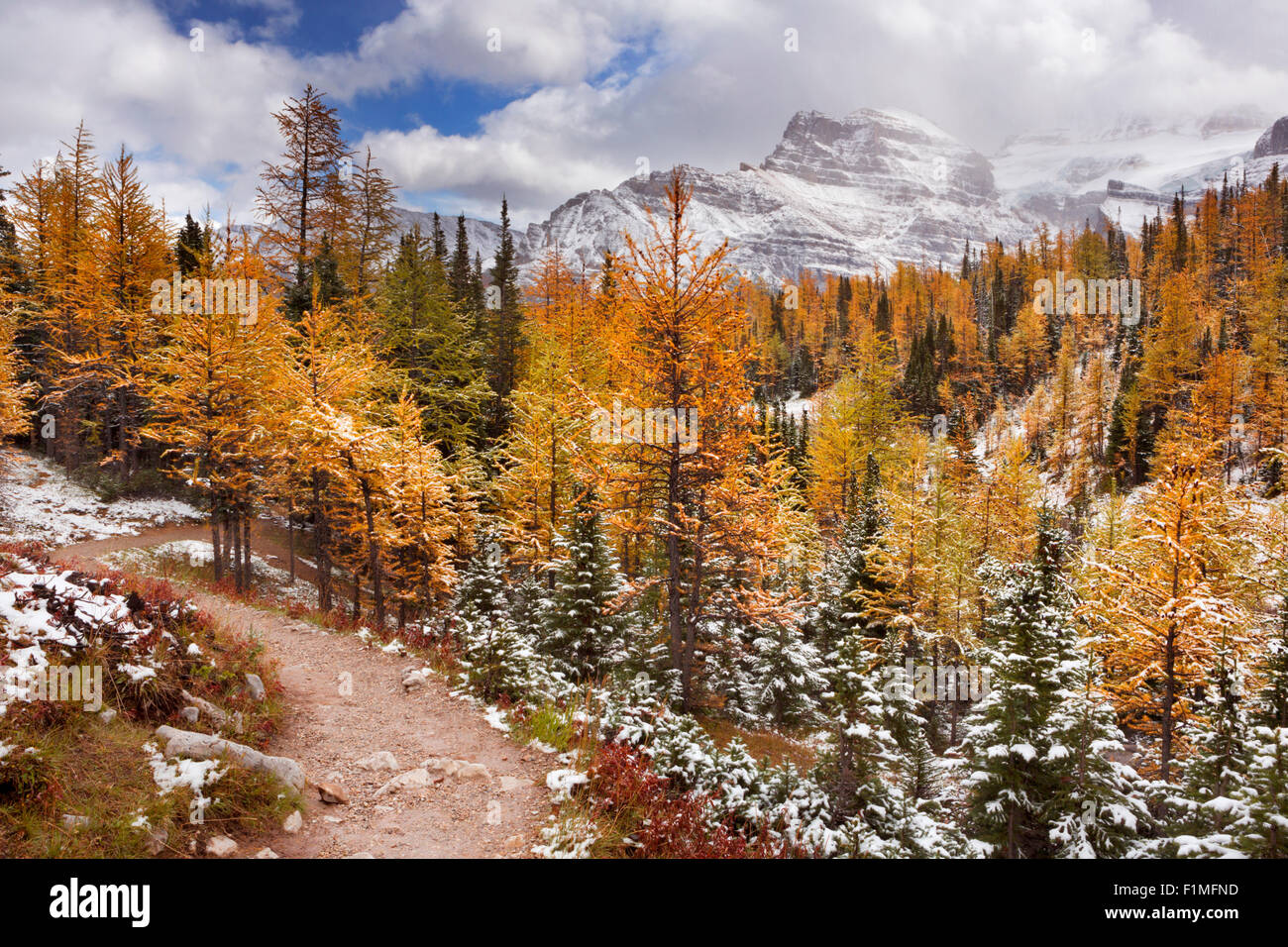 Beautiful bright larch trees in fall, with the first snow dusting on ...