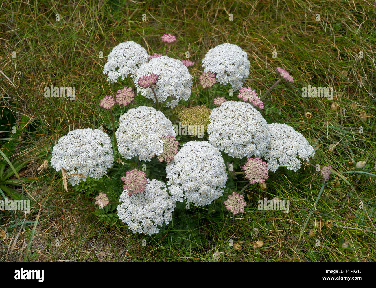 Gummifer sea carrot hi-res stock photography and images - Alamy