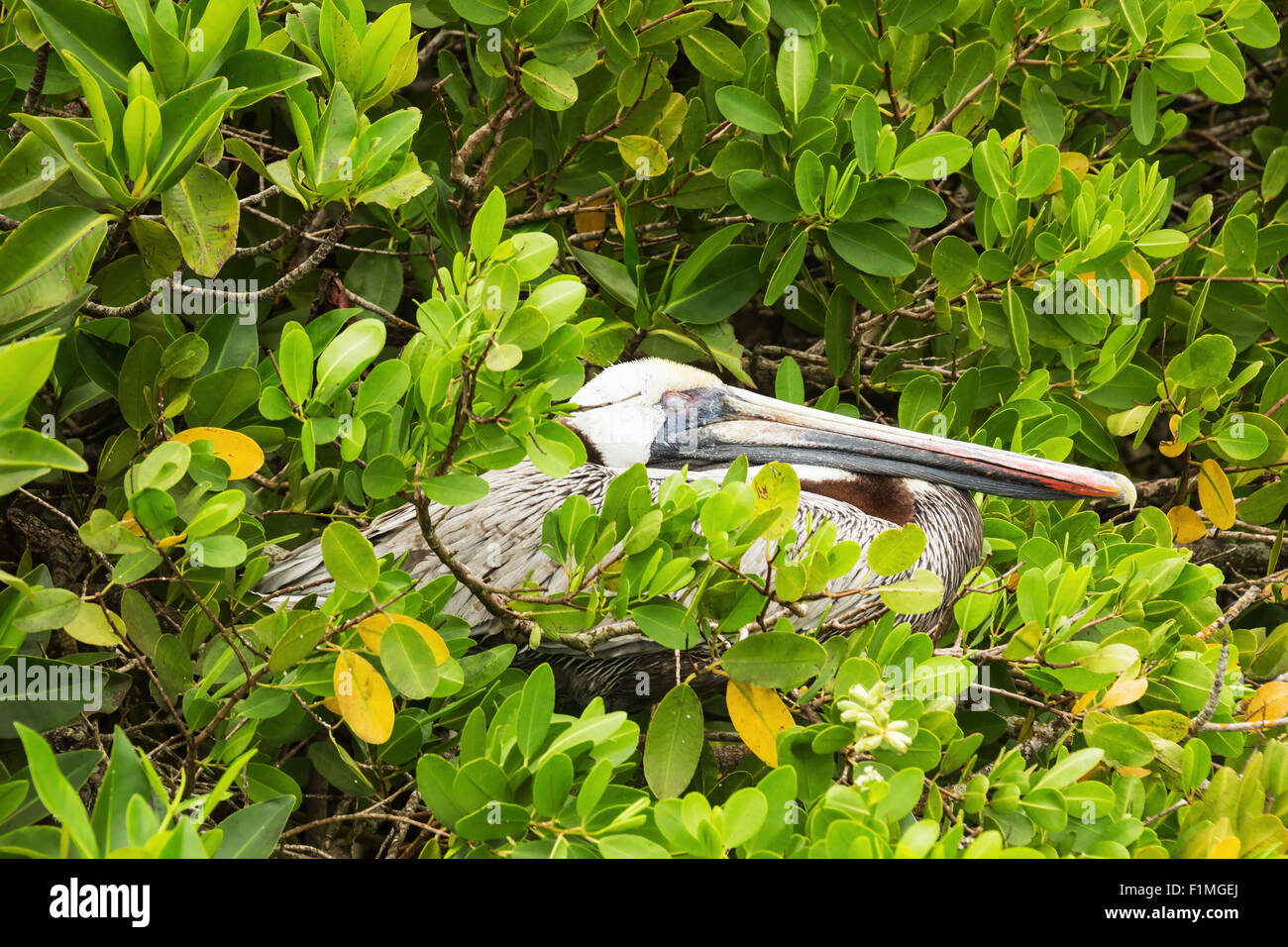 Brown pelican sleeping in a tree Stock Photo - Alamy