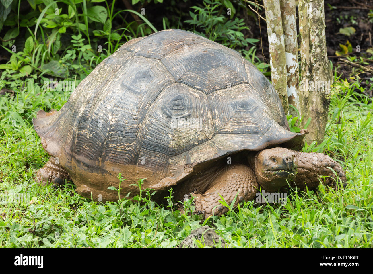 Giant Galapagos tortoise walking through the mud Stock Photo - Alamy