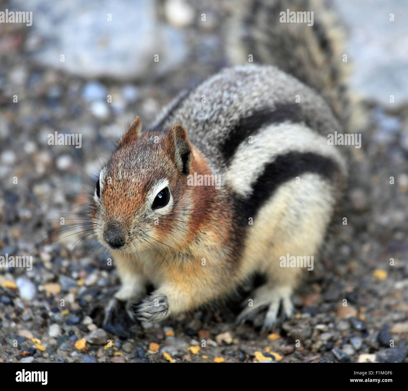 Canada, Alberta, Banff National Park, chipmunk, tamias Stock Photo - Alamy