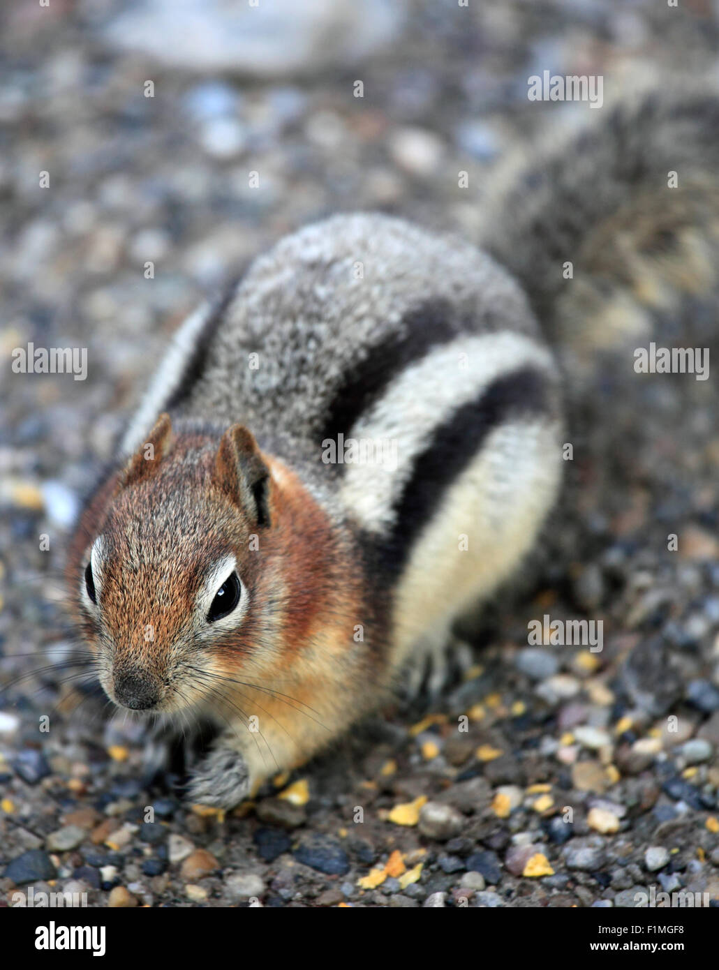 Canada, Alberta, Banff National Park, chipmunk, tamias Stock Photo - Alamy