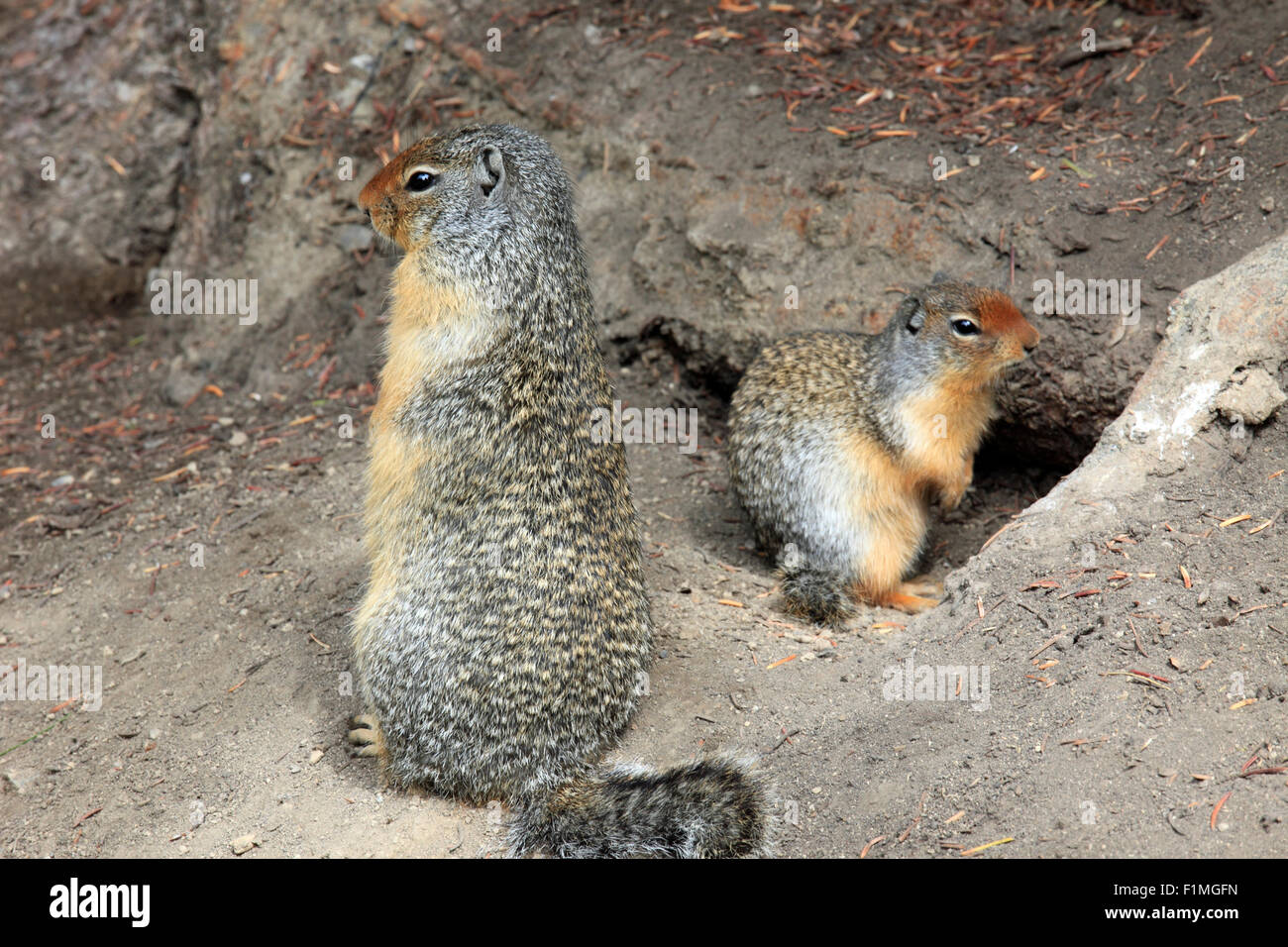 Canada, Alberta, Banff National Park, columbian ground squirrel ...