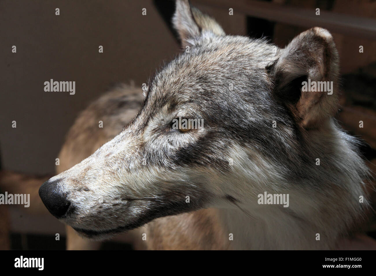 Canada, Alberta, Banff National Park, grey wolf, canis lupus Stock ...
