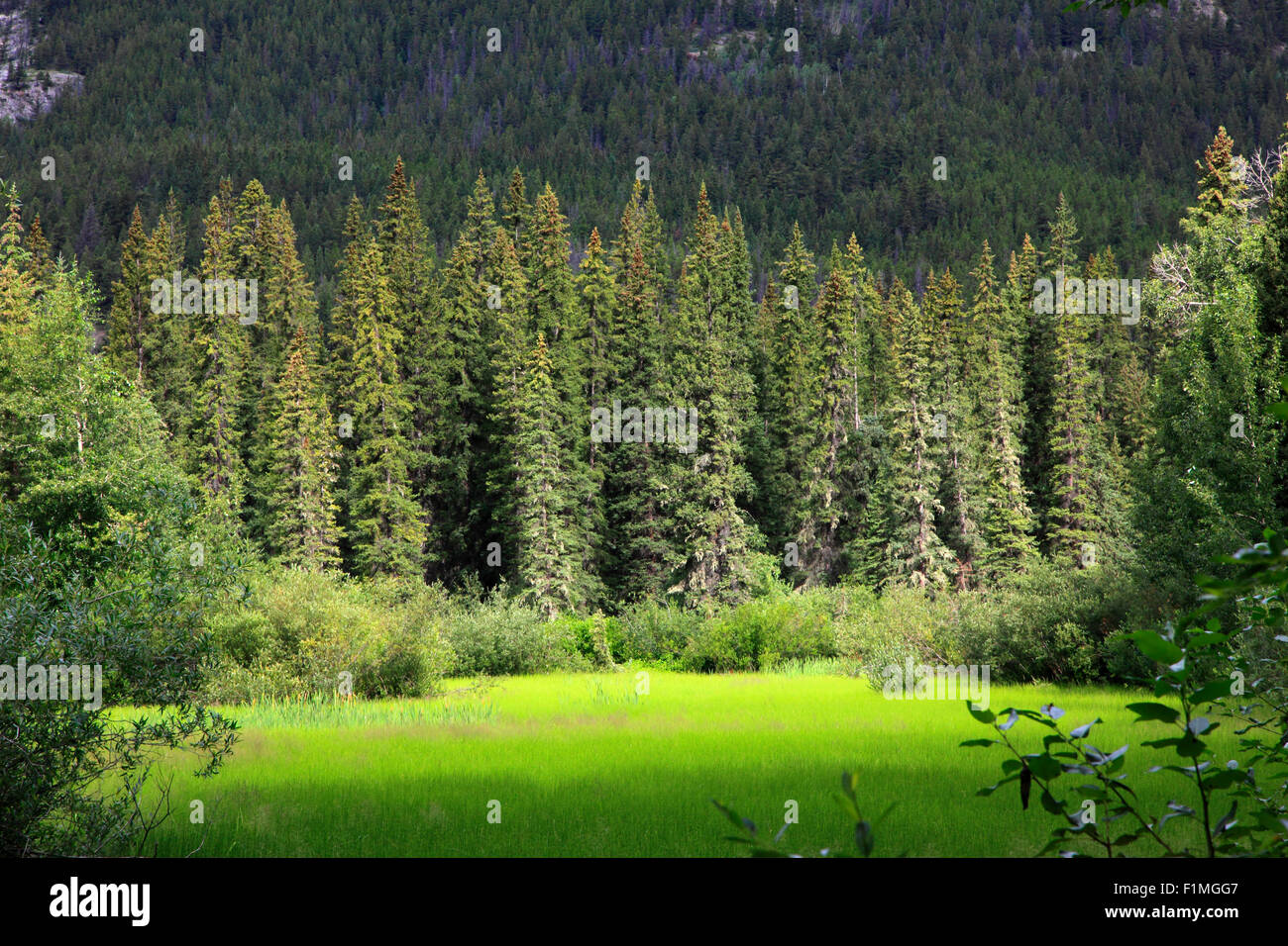 Canada, Alberta, Banff National Park, Fenland Trail, pine forest Stock ...