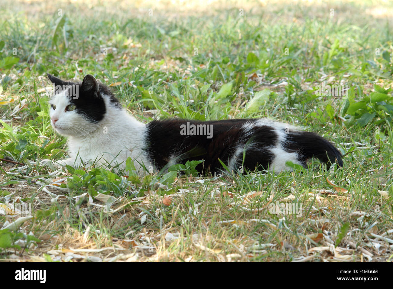 a cat sitting in an open field Stock Photo - Alamy