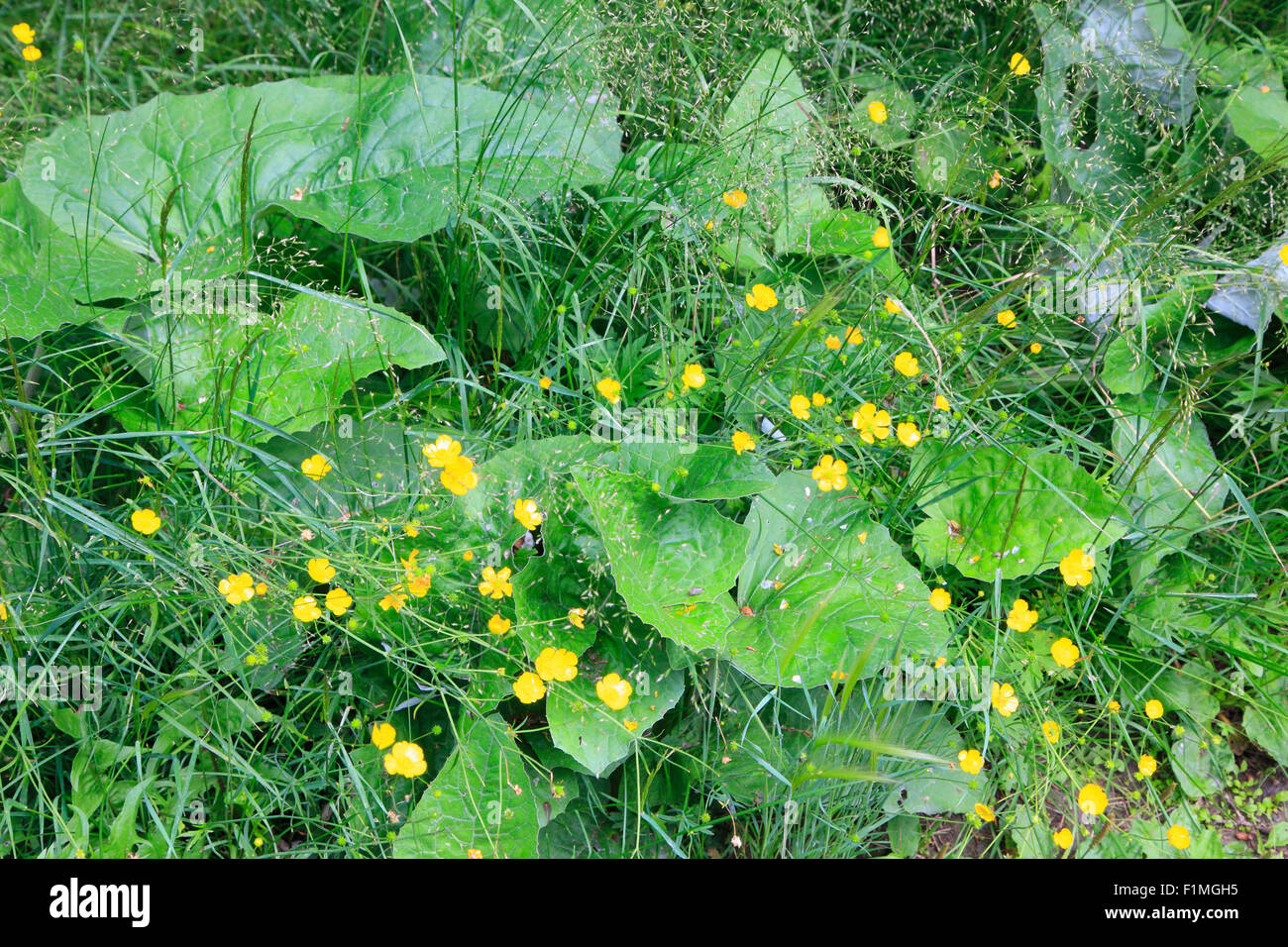 Canada, Alberta, Banff National Park, Fenland Trail, undergrowth ...