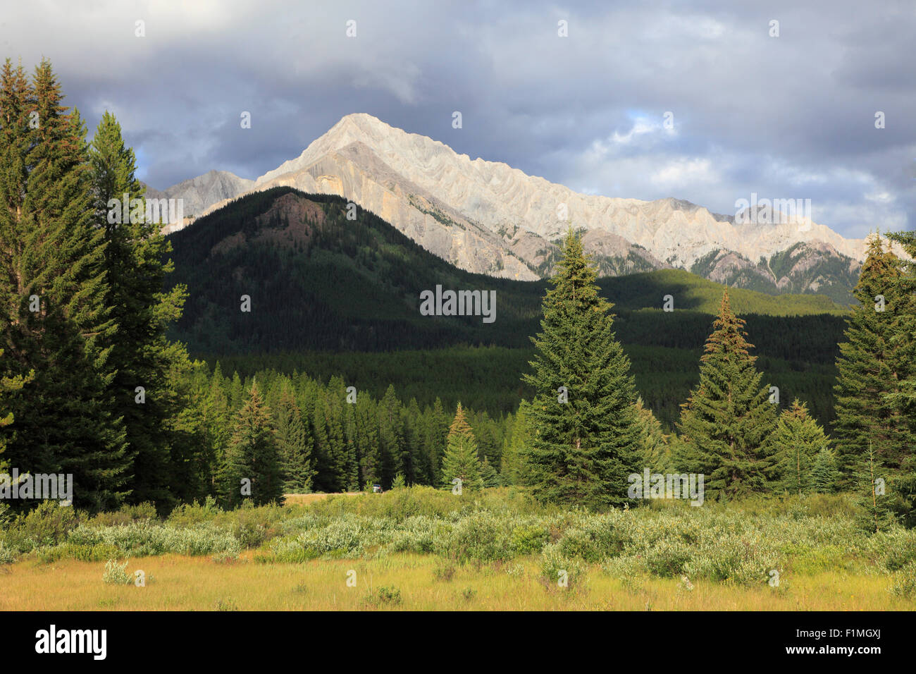 Canada, Alberta, Banff National Park, Moose Meadows Stock Photo - Alamy