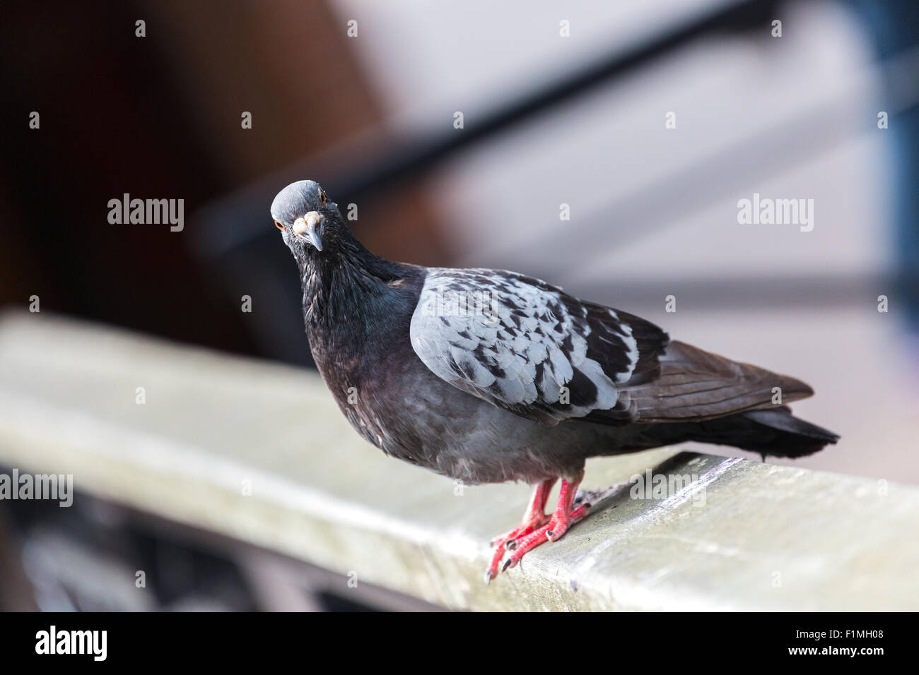 Curious Pigeon Salisbury England UK Stock Photo - Alamy