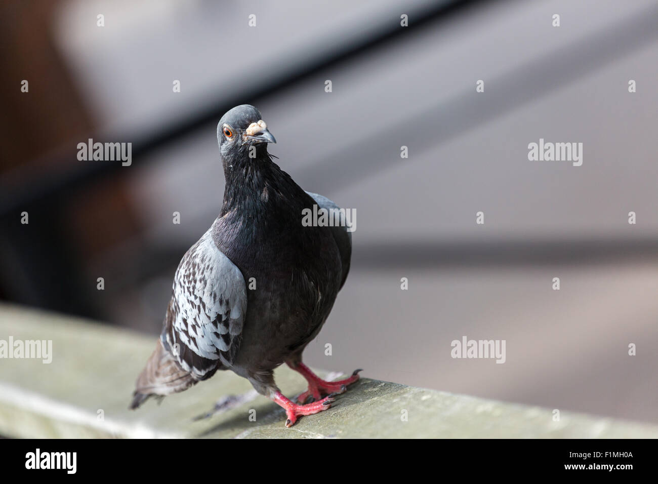 Curious Pigeon Salisbury England UK Stock Photo - Alamy