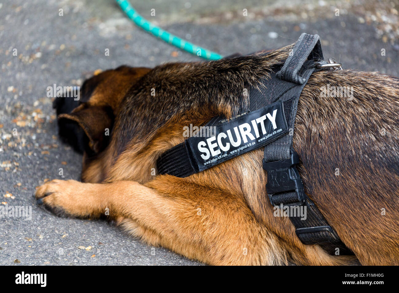 Security dog hi-res stock photography and images - Alamy