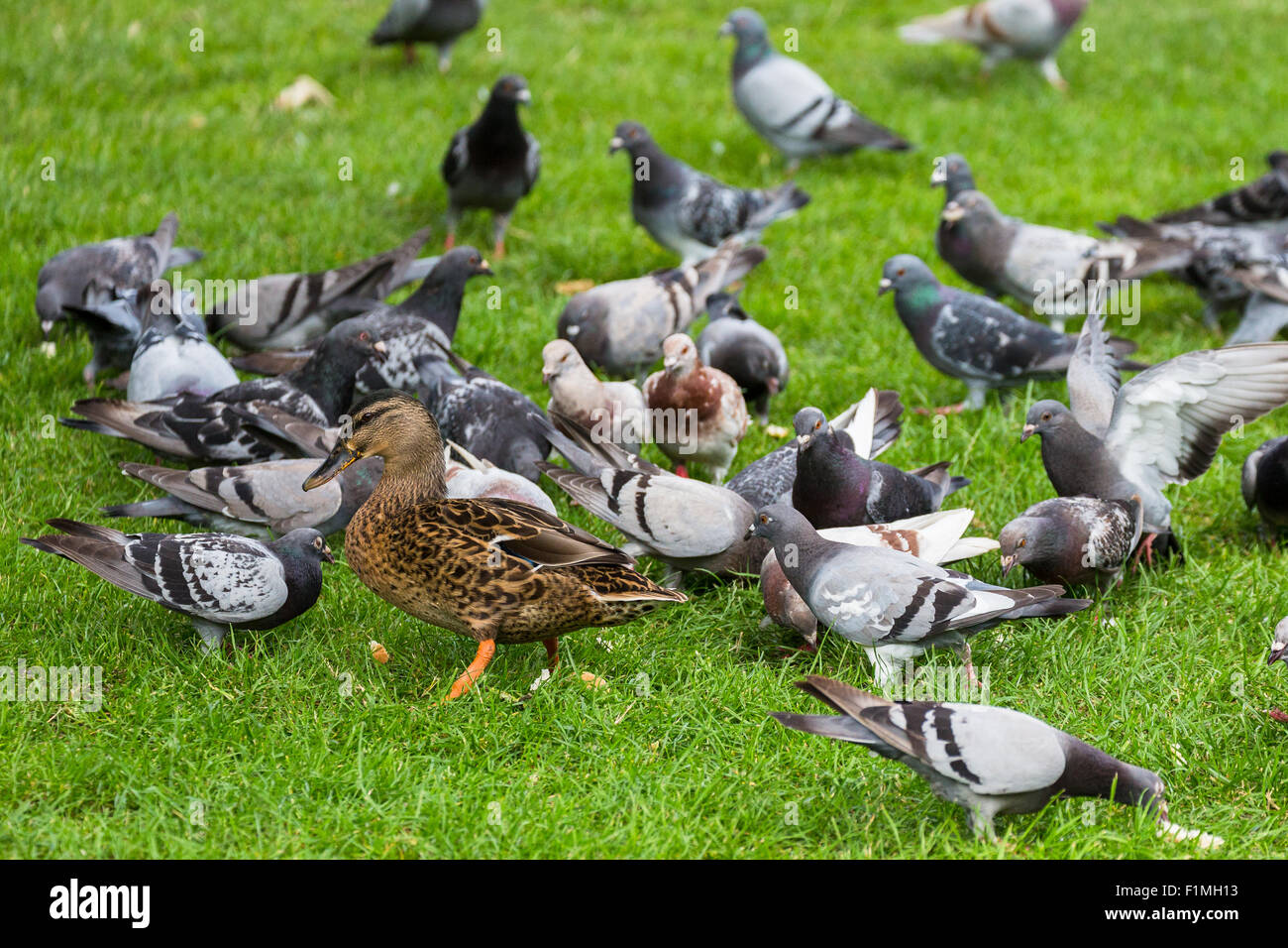 odd one out. A single mallard duck among pigeons. Salisbury England UK ...