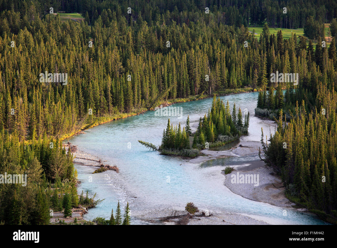 Canada, Alberta, Banff National Park, Bow River, pine forest Stock ...