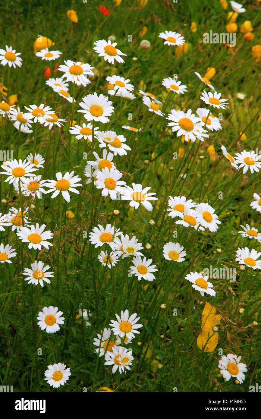 Canada, Alberta, Banff National Park, wildflowers Stock Photo - Alamy