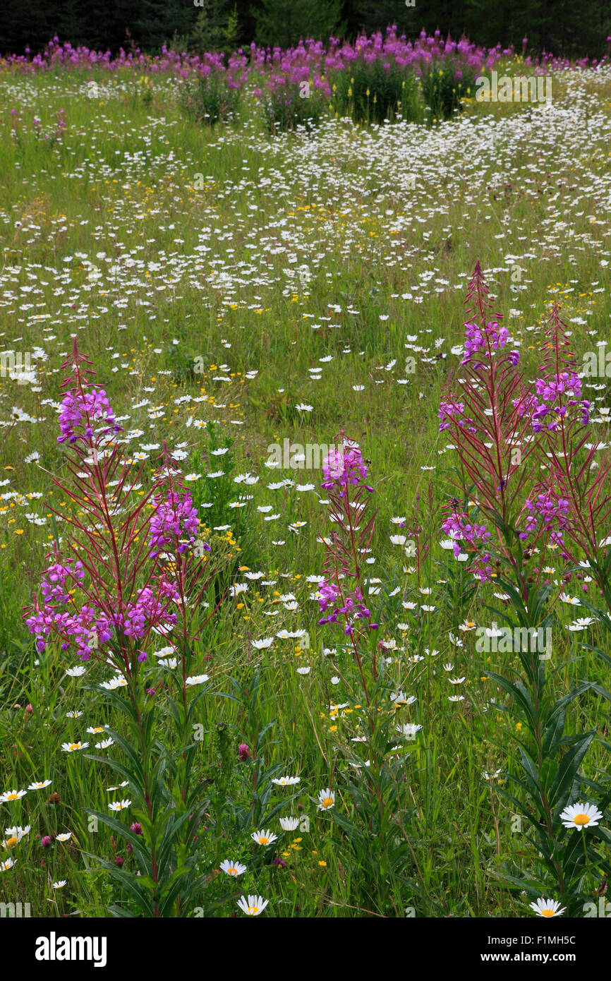 Canada, Alberta, Banff National Park, wildflowers Stock Photo - Alamy