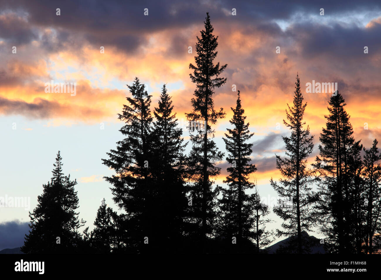 Canada, Alberta, Banff National Park, sunset, clouds, pine trees Stock ...