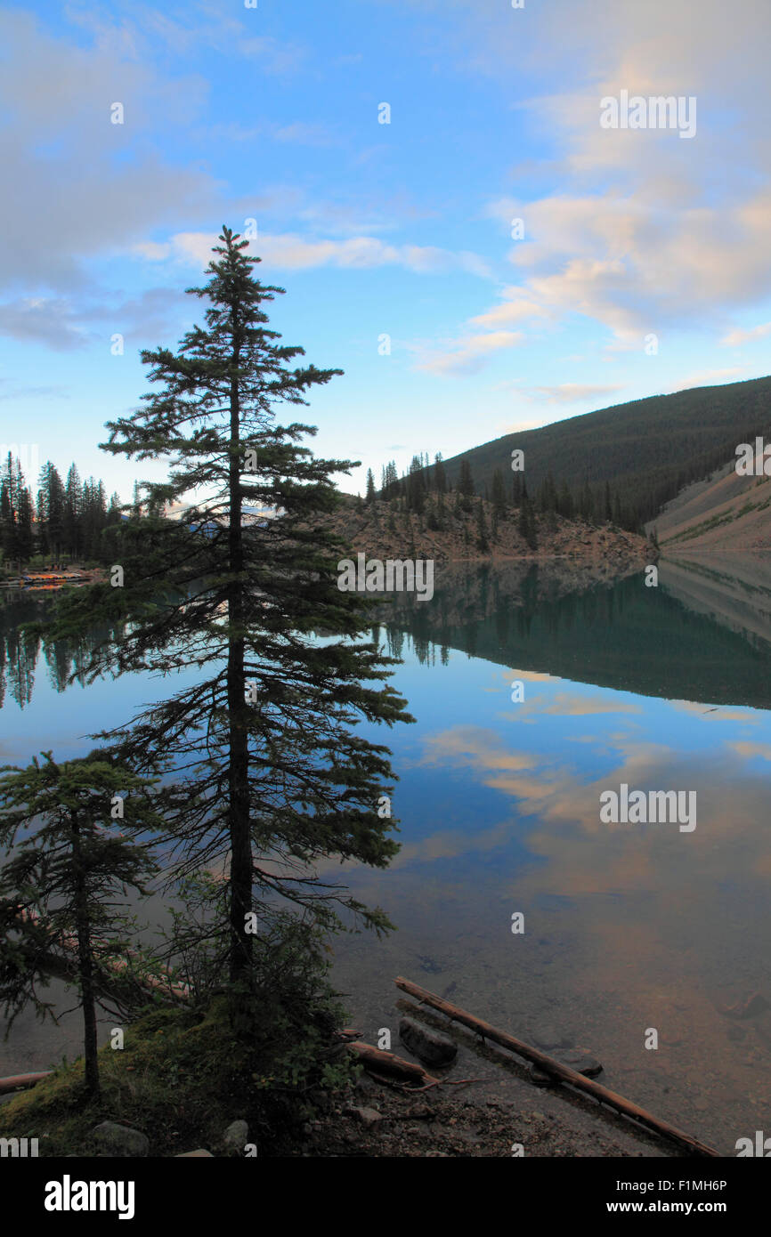 Canada, Alberta, Banff National Park, Moraine Lake, sunset, pine tree ...