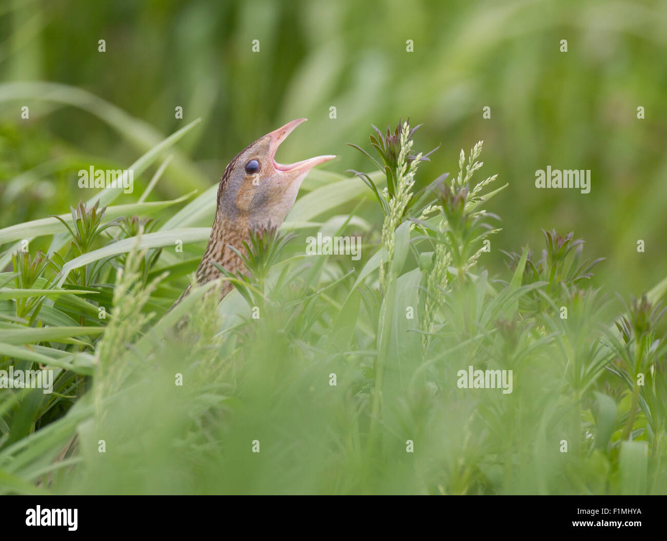 Corncrake hi-res stock photography and images - Alamy