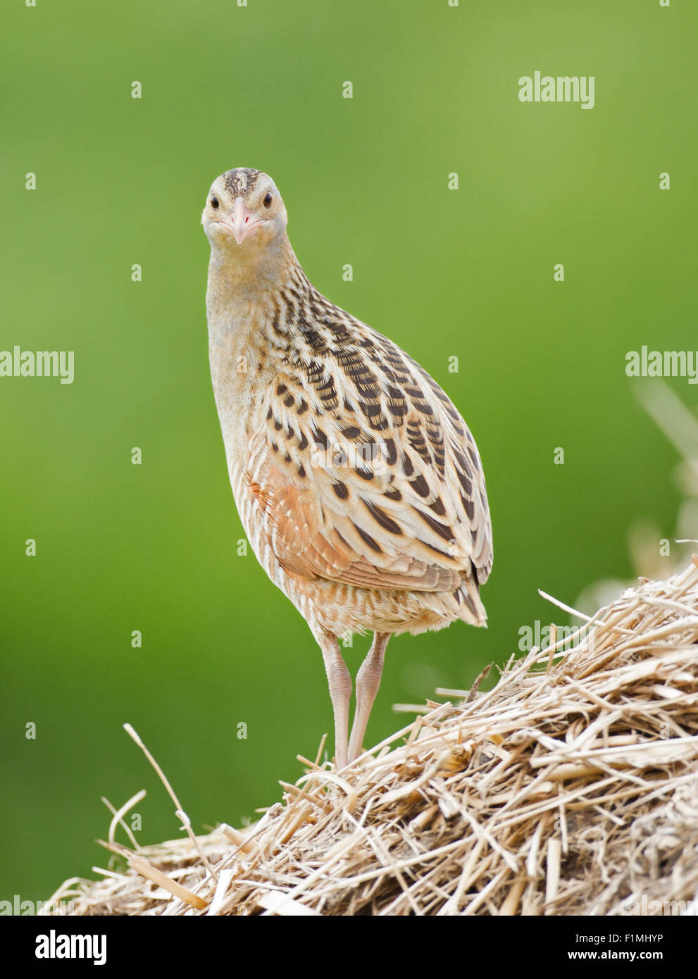 Brown crake hi-res stock photography and images - Alamy
